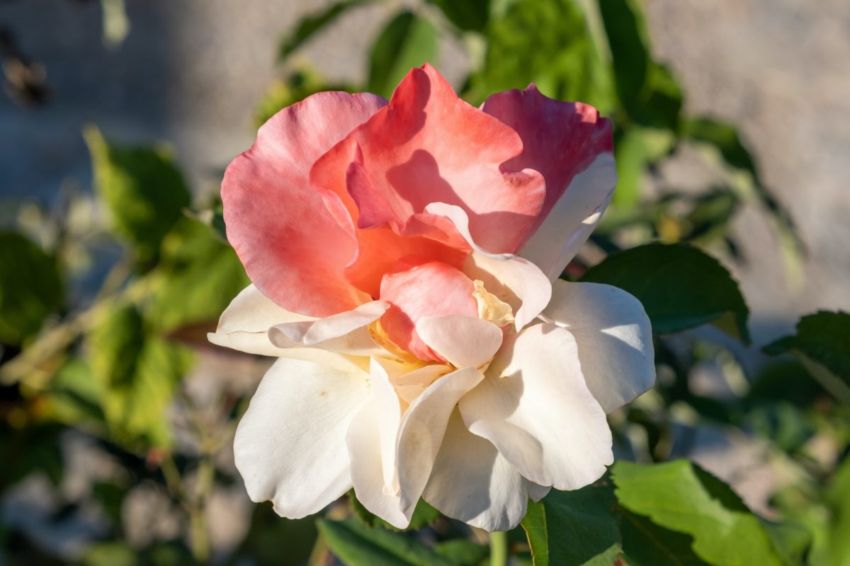 Vaste planten voor grote tuincentra « plantenwiki.nl